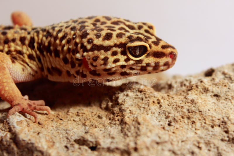 Lizard stock image. Image of eyes, spots, yellow, gecko - 52124783