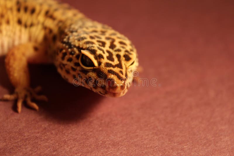 Lizard stock photo. Image of organism, lizard, eyes, heloderma - 52124882