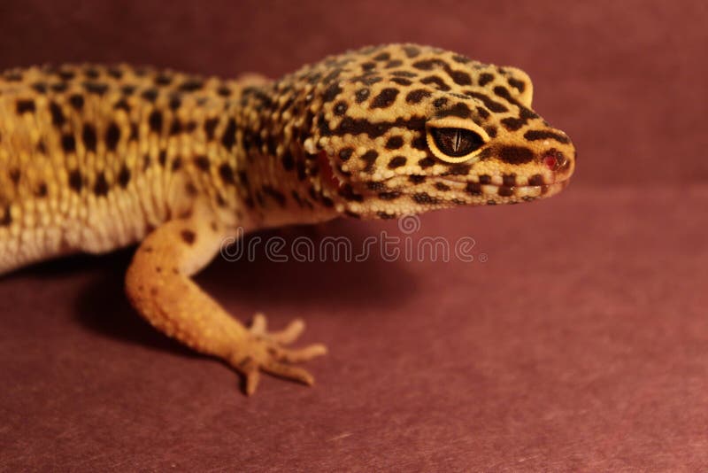 463 Fat Lizard Stock Photos - Free & Royalty-Free Stock Photos from ...