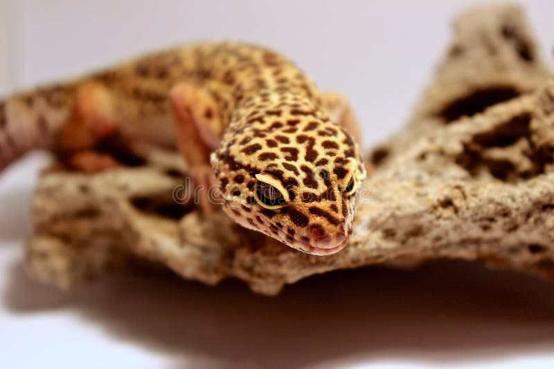 Lizard stock image. Image of eyes, lacertidae, yellow - 52124907