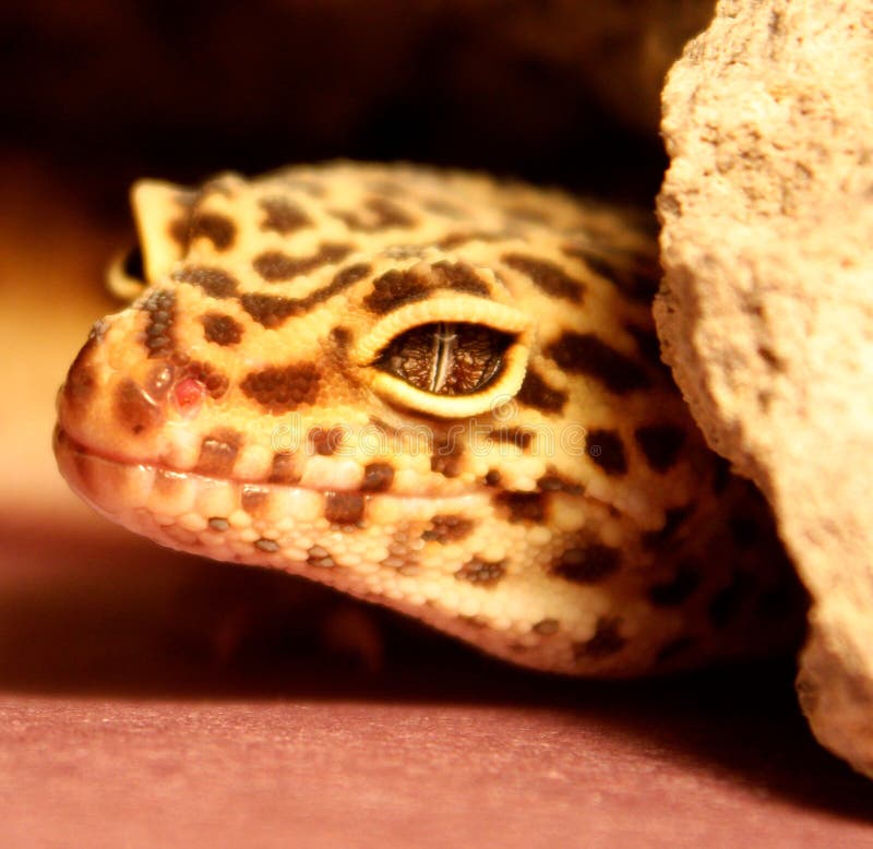 Lizard stock photo. Image of reptile, yellow, snout, organism - 52125542