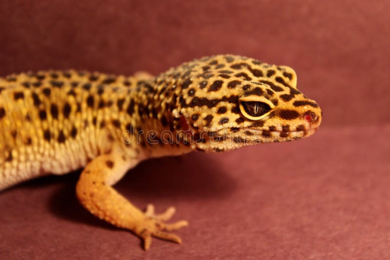 Lizard stock photo. Image of reptile, organism, fauna - 52125548