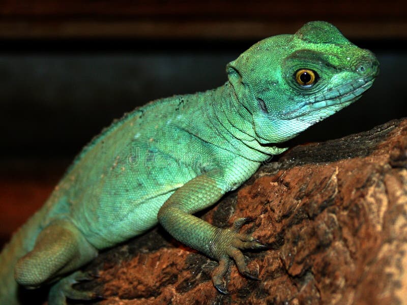 Lizard in the ZOO stock image. Image of color, nature, coloured - 21455