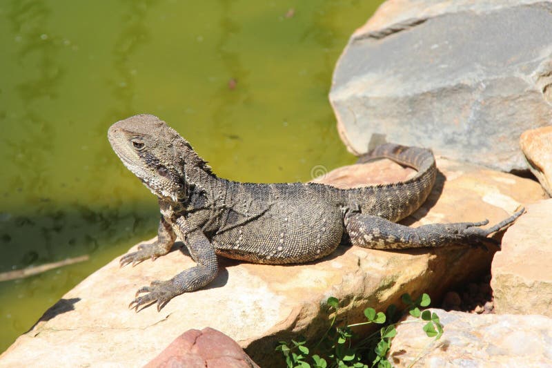 Lizard in a Zoo (australia) Stock Image - Image of body, nature: 305874277