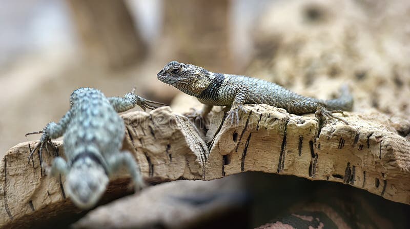 Lizard in the zoo stock photo. Image of crocodile, colorful - 52277876