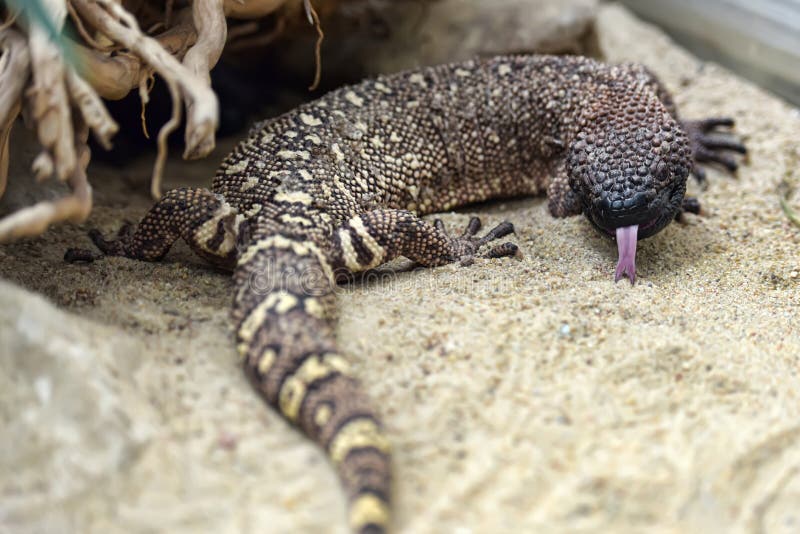 Lizard in the zoo stock photo. Image of chameleon, guianensis - 52278024