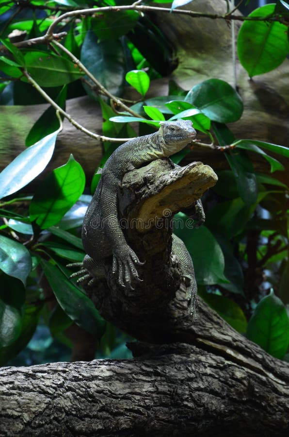 Lizard at the Zoo, Berlin Germany Stock Photo - Image of outdoor ...