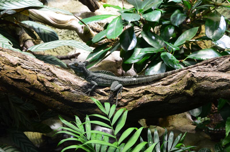 Lizard at the Zoo, Berlin Germany Stock Image - Image of color, germany ...
