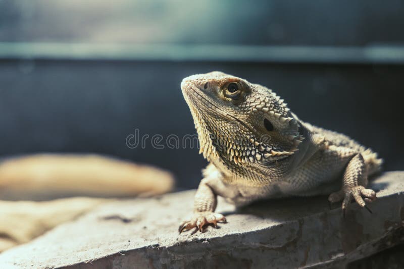 Lizard in the zoo stock image. Image of nature, alone - 278517071