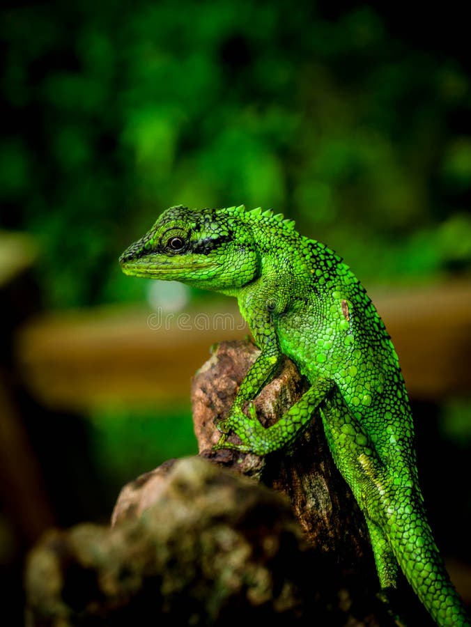 Lizard1 stock image. Image of tree, makii, taiwan, japalura - 27419855
