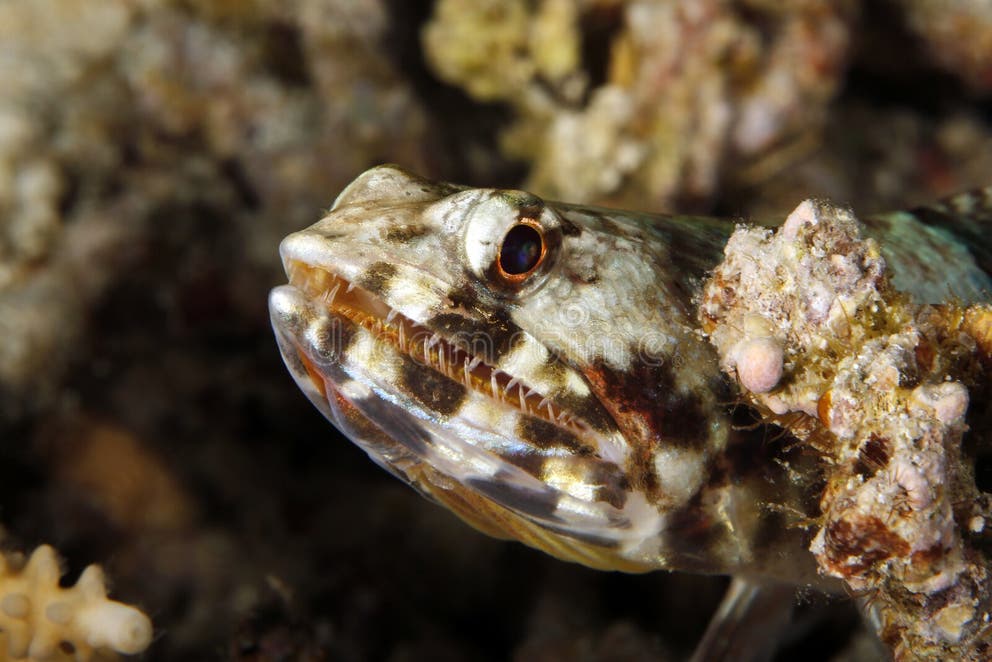 Lizardfish Close-up stock photo. Image of dive, indonesia - 295622496