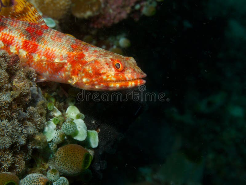 Lizardfish stock image. Image of synodontidae, tropical - 33093517