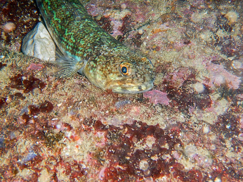 Lizardfish Synodontidae. Sand Diver Stock Image - Image of exotic, sand ...
