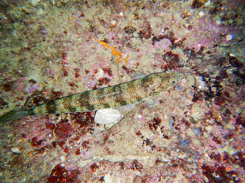 Lizardfish Synodontidae. Sand Diver Stock Image - Image of fish, nature ...
