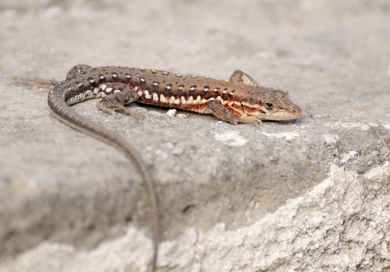 Moloch Horridus Aka Thorny Devil Stock Image - Image of lizard ...