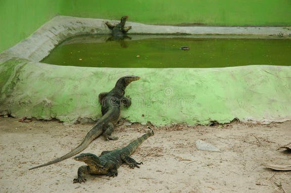 19,468 Lizards Flares Stock Photos - Free & Royalty-Free Stock Photos ...