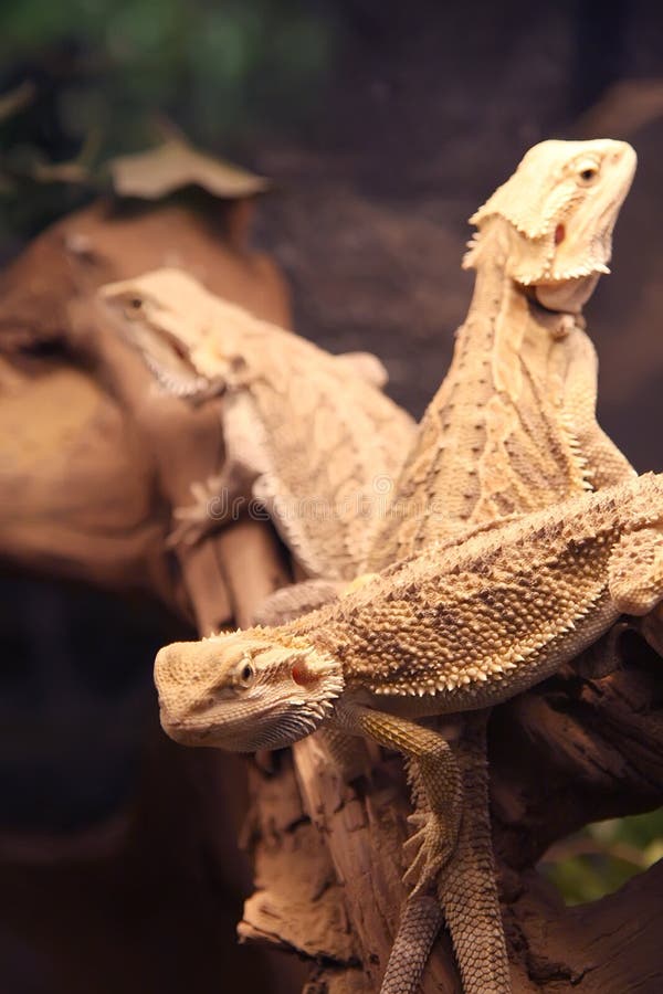 Lizards stock photo. Image of wildlife, lizard, life - 25260690