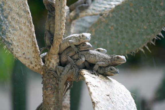 579 Group Lizards Stock Photos - Free & Royalty-Free Stock Photos from ...