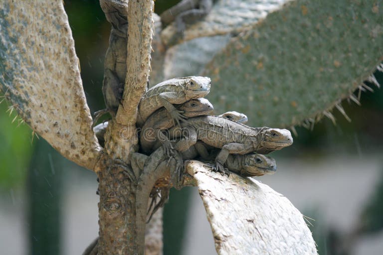 579 Group Lizards Stock Photos - Free & Royalty-Free Stock Photos from ...