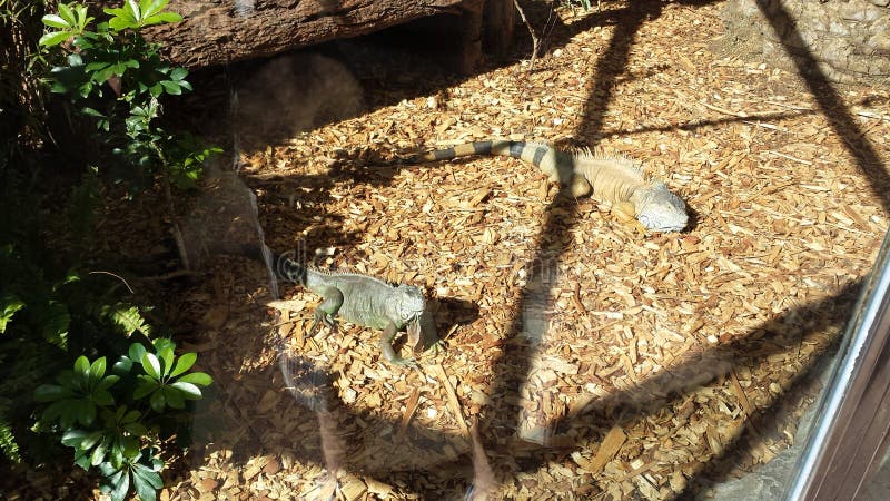 Two Lizards - Above View Isolated on White Stock Photo - Image of ...