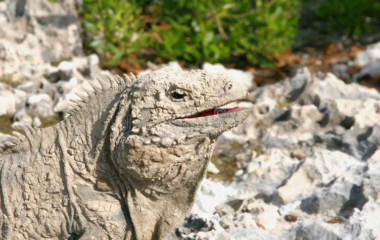 18,947 Lizards Yangmingshan Stock Photos - Free & Royalty-Free Stock Photos from Dreamstime