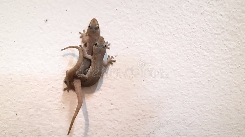 Lizards Breeding on the Wall. Stock Image - Image of hemidactylus ...