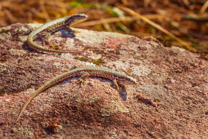 Lizards on Brown Stone Enjoying Morning Sun Stock Photo - Image of ...