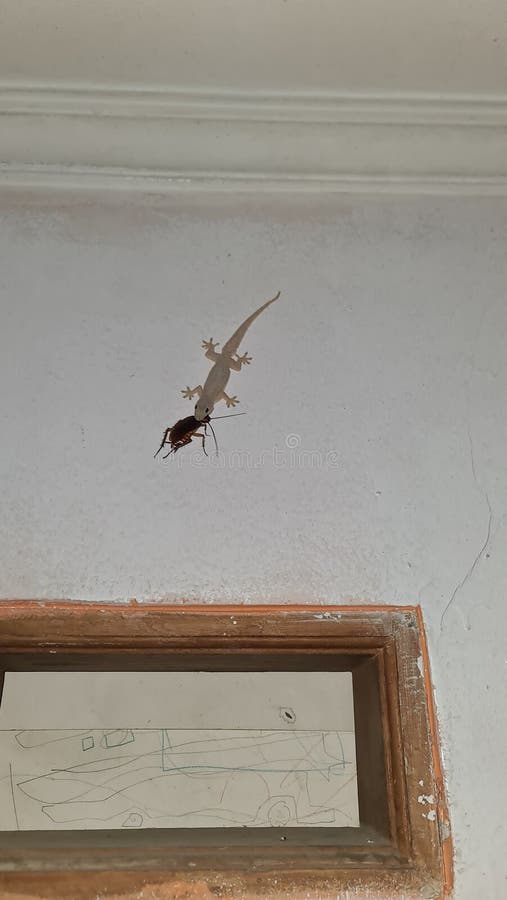 Lizards catch cockroaches stock image. Image of brown - 284633625