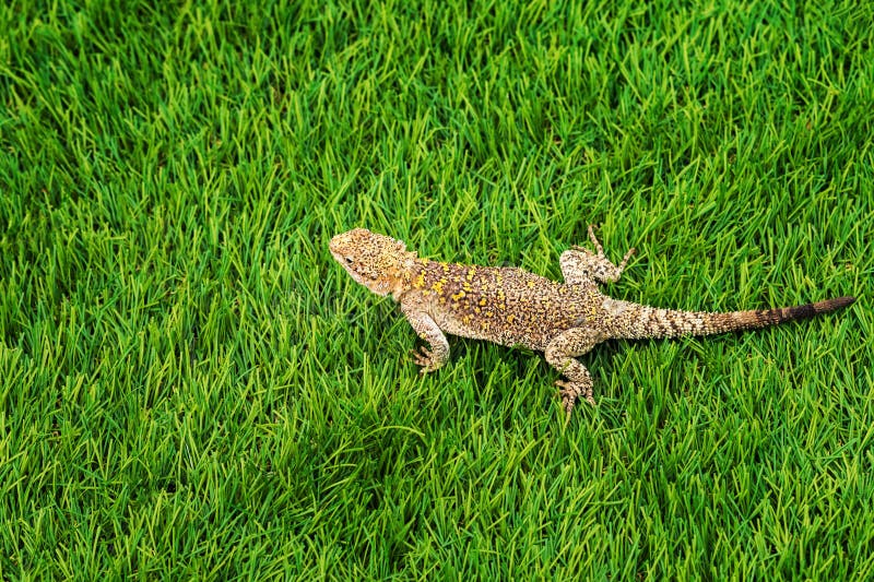 Lizard stock image. Image of rocks, leather, reptiles - 307897117