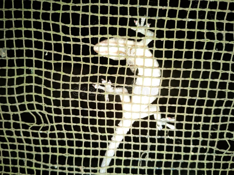 Lizards Crawling on the Net at Night Stock Image - Image of night ...