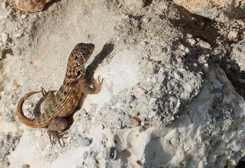 Small Lizard with Horizontal and Vertical Stripes Stock Image - Image ...