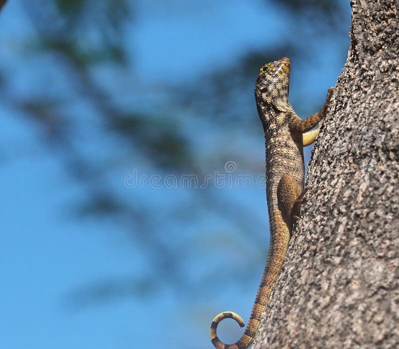 Small Lizard with Horizontal and Vertical Stripes Stock Image - Image ...