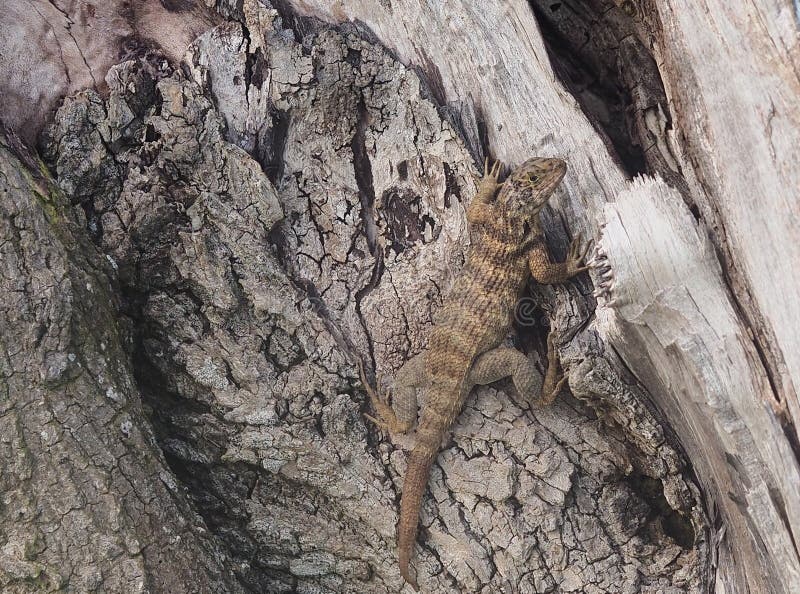 Lizards of Cuba stock photo. Image of anole, insectivore - 62904358