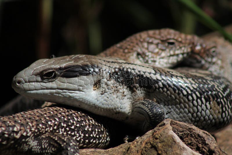 513 Group Lizards Stock Photos - Free & Royalty-Free Stock Photos from ...