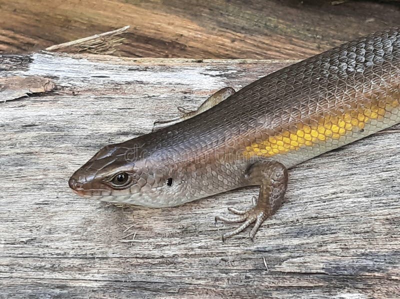 118 Lizards Four Stock Photos - Free & Royalty-Free Stock Photos from ...