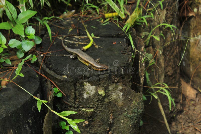 A Lizard that Lives in a Tree Trunk Stock Image - Image of fourlegged ...