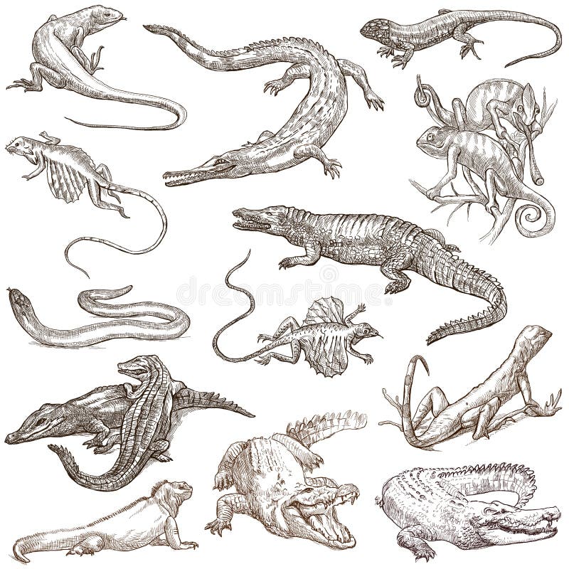 Lizards - an Hand Drawn Pack, Freehands Stock Illustration ...