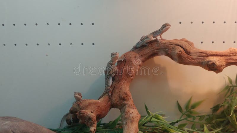Lizards in a Line on Stick stock image. Image of stick - 79020381