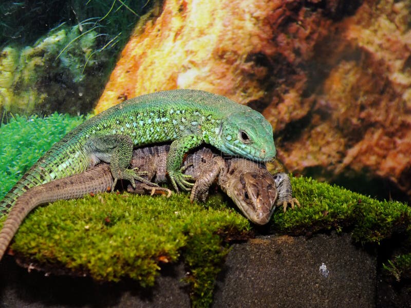 Lizards Live in a Terrarium. Sand Lizard Stock Photo - Image of ...