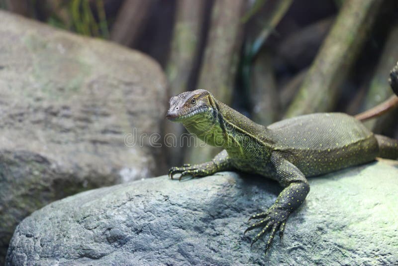 Lizards stock photo. Image of organism, claw, leaf, clambering - 44029912