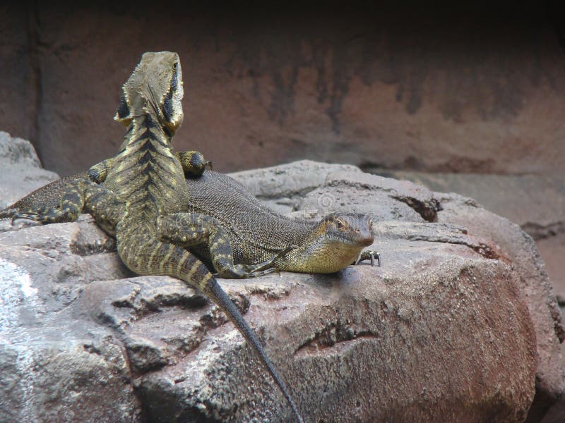 Lizards making friends stock image. Image of warmth, heat - 98207975