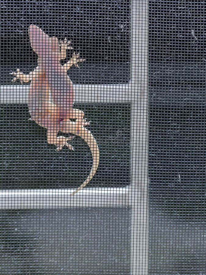 Lizards Mating on a Window stock image. Image of reptile - 96554551