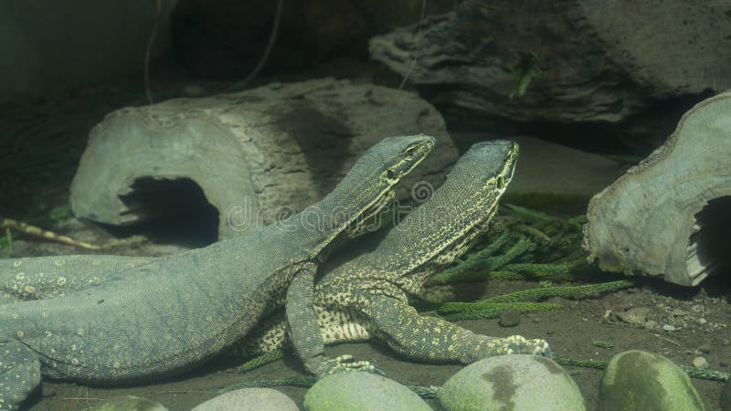 Lizards of Medium Size, Predators with Hot Blood Stock Image - Image of ...
