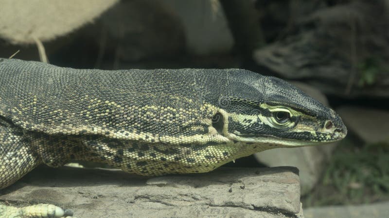 Lizards of Medium Size, Predators with Hot Blood Stock Photo - Image of ...