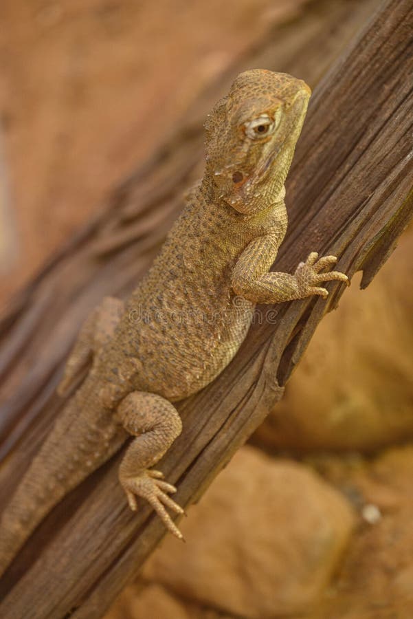 Lizards and Snakes in Germany Stock Photo - Image of germany, reptile ...