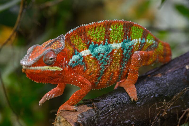 Lizards and Snakes in Germany Stock Photo - Image of nature, chameleon ...