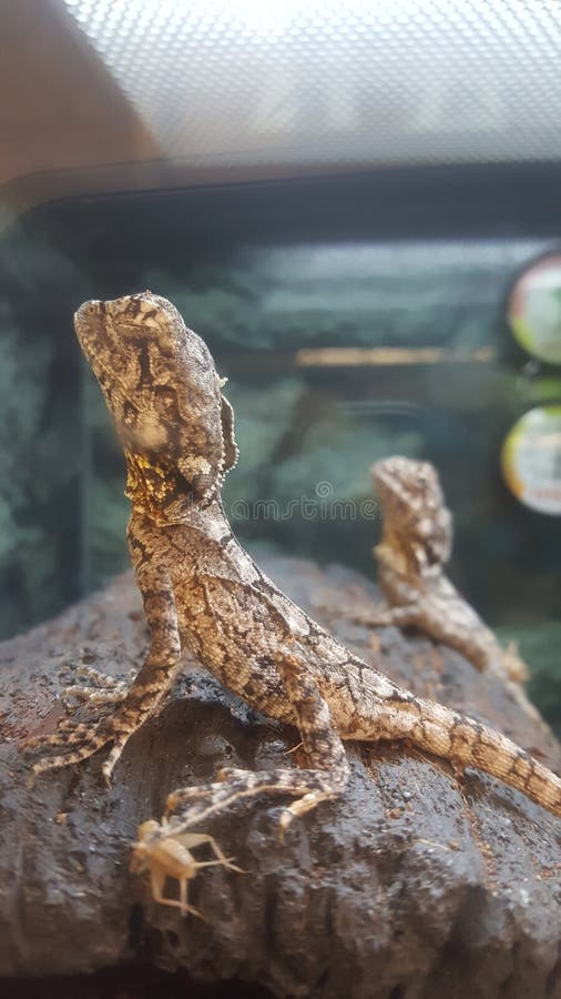 Lizards stock image. Image of caged, relaxing, lizards - 97859575