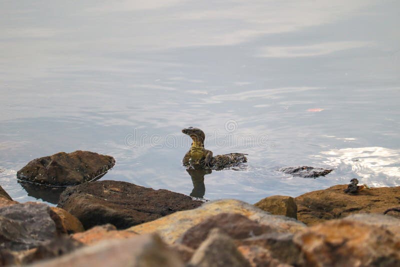 Lizards Rest for a while after Swimming Away Stock Photo - Image of ...