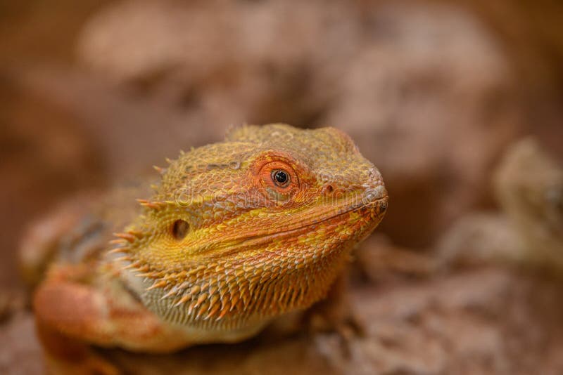Lizards and Snakes in Germany Stock Image - Image of reptile, lizard ...