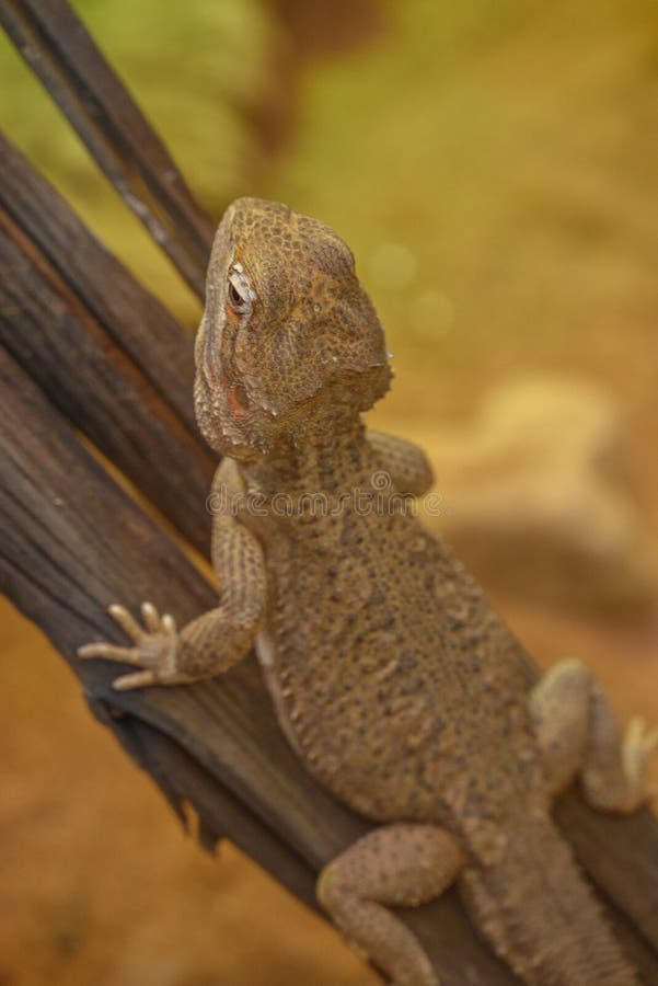 Lizards and Snakes in Germany Stock Image - Image of reptiles, animal ...